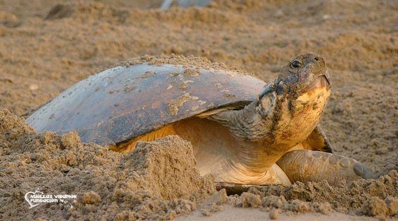 Más del 50% de las tortugas en el mundo están en peligro de extinción ...